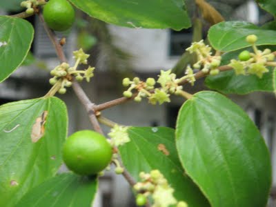 Alagaw Alternative Medicine Supplements and Vitamins