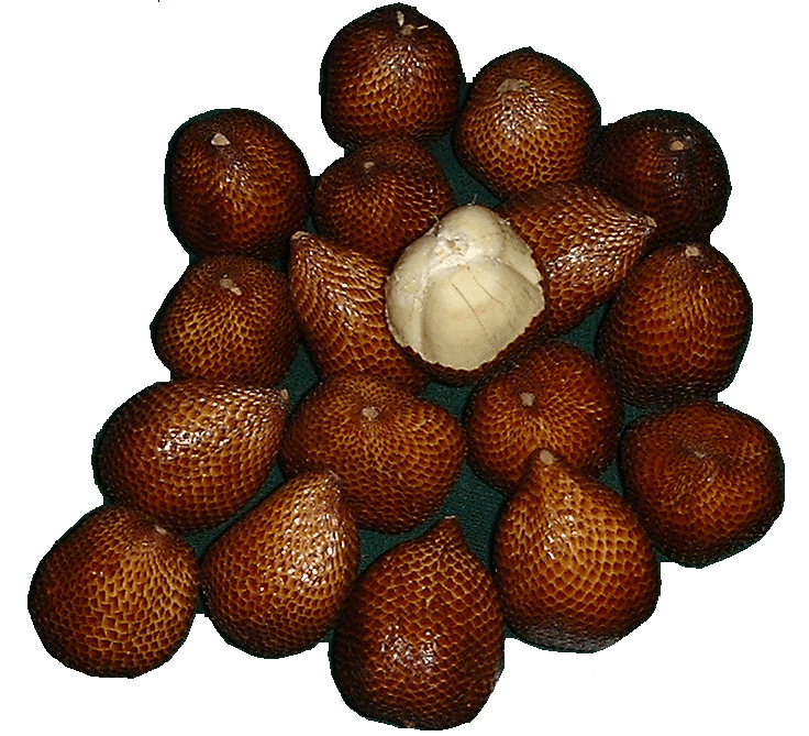 Manfaat dan Khasiat Buah Salak Untuk Kesehatan