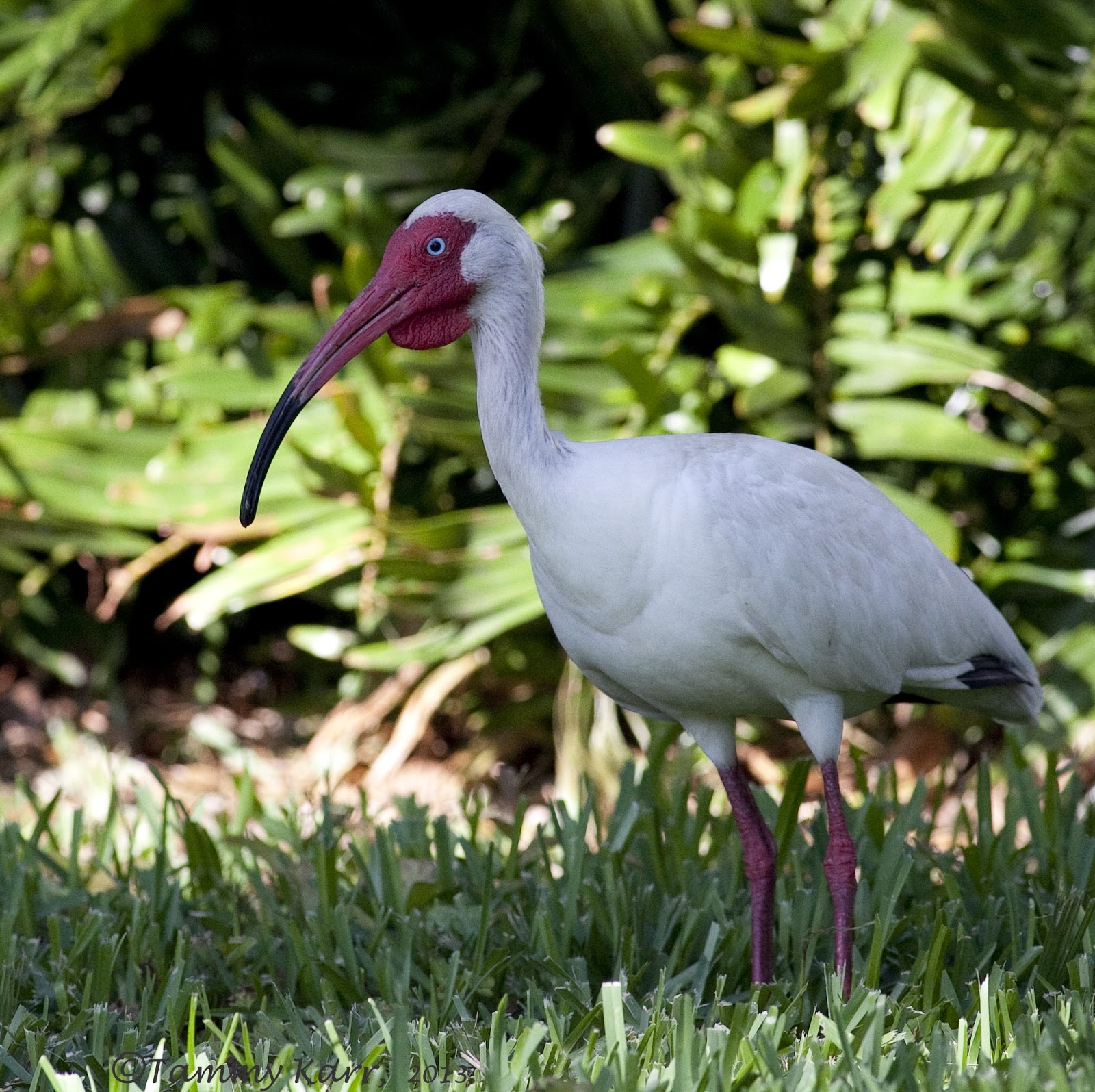Birding Is Fun!: Behind Blue Eyes