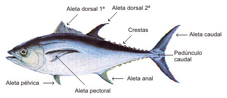 ANIMALES MARINOS: ANATOMIA