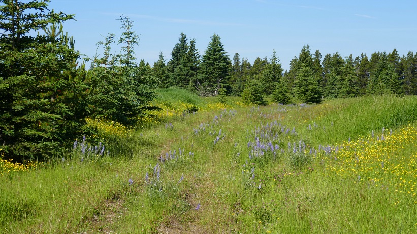 The view from here: Overgrown Trail in the Hills