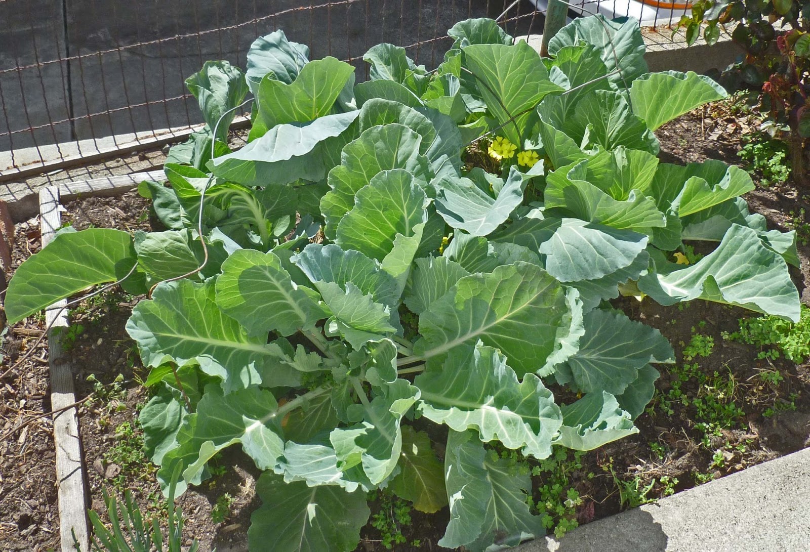 MAD MEAT GENIUS: MS. LUCY OF THE CABBAGE PATCH