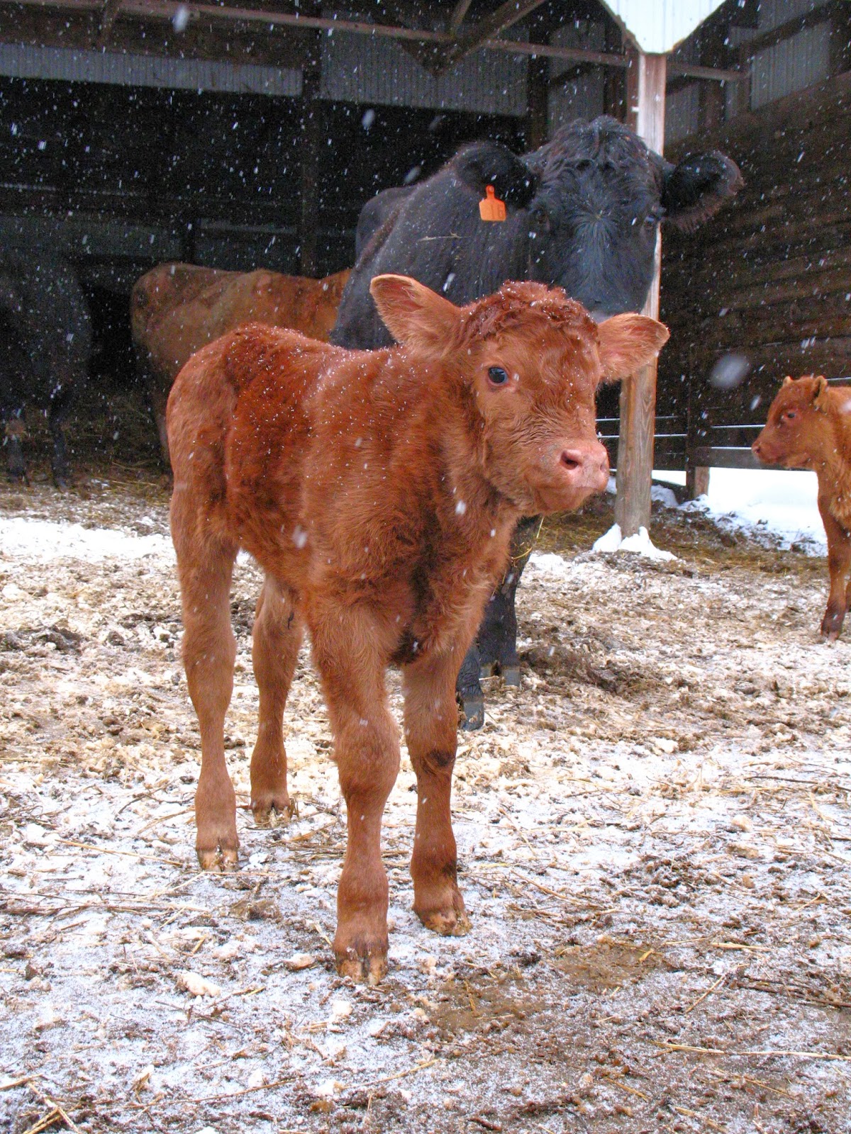 this farm life: February 2010