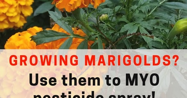Marigolds: grow your own pest spray (Try this!) - Feathers in the woods