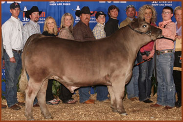 Bridging the Cattle Gap: Cattlemen's Evolution