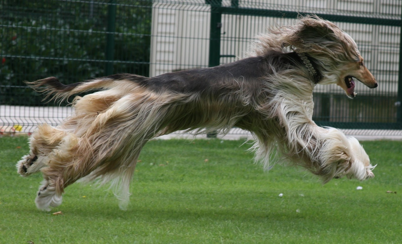 Afghan Hound - Breed Profile - My Pets