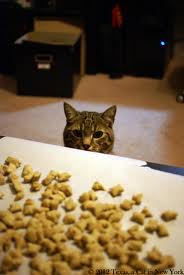 Pemilihan Kibbles Kucing | SCRATCH | PetFinder.my WAGazine