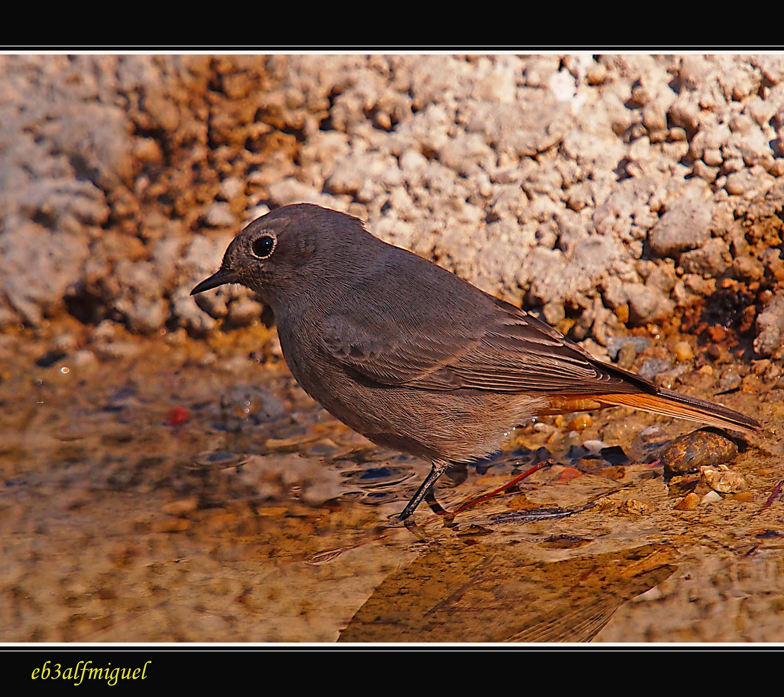 Miguel fotografia: Colirrojo Tizón