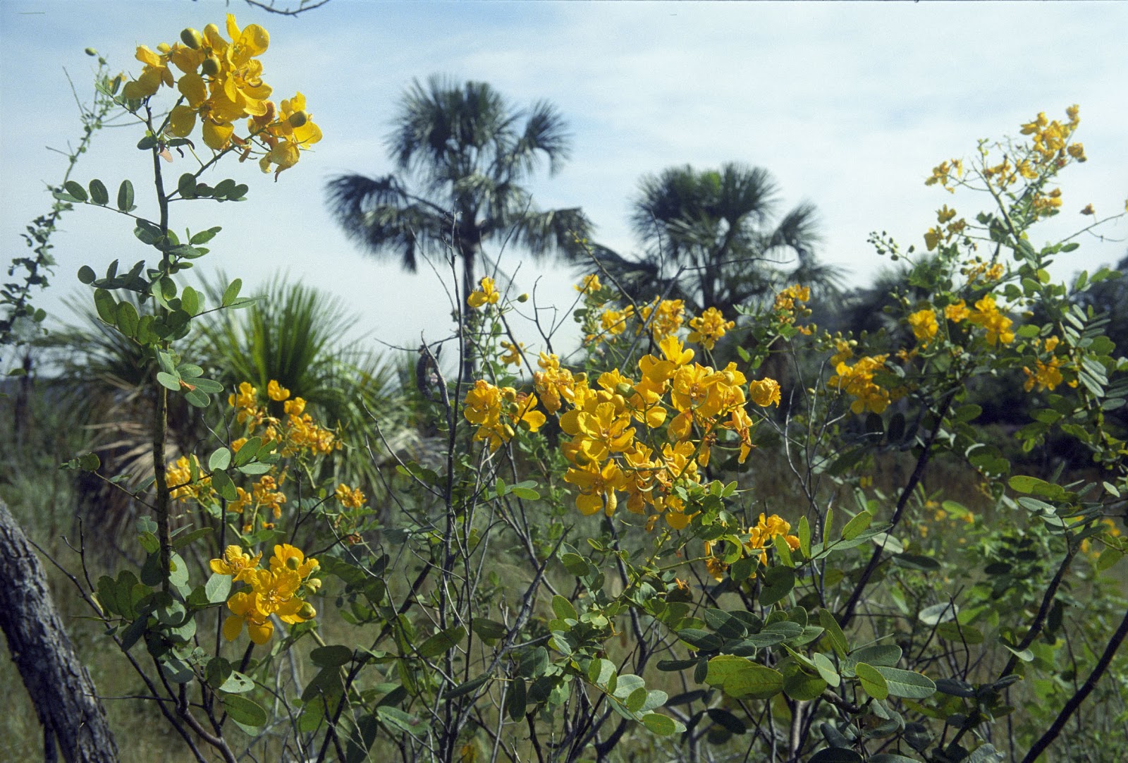 Fabaceae - Leguminosae no Brasil: Caesalpinioideae