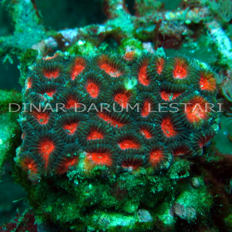 PT. DINAR DARUM LESTARI: Favia spp