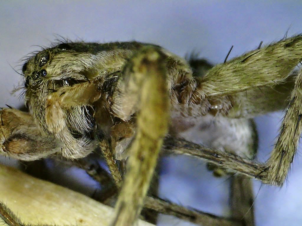 Araña Lobo de Puerto Rico (Pardosa portoricensis) - Puerto Rico Loves ...