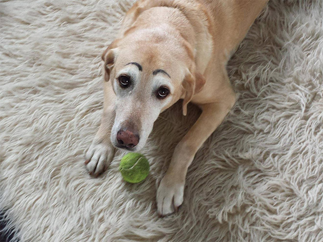 DOGS REALLY DO LOOK BETTER WITH MAKEUP EYEBROWS - NEWSOLOGYS