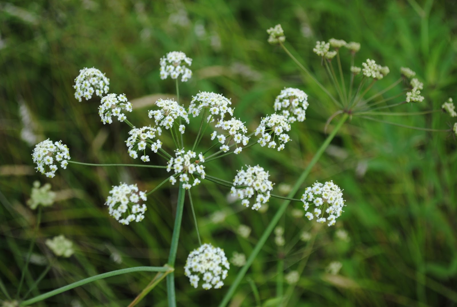 West Virginia Native Wildflowers-The Big Year, 2013: Cool August ...