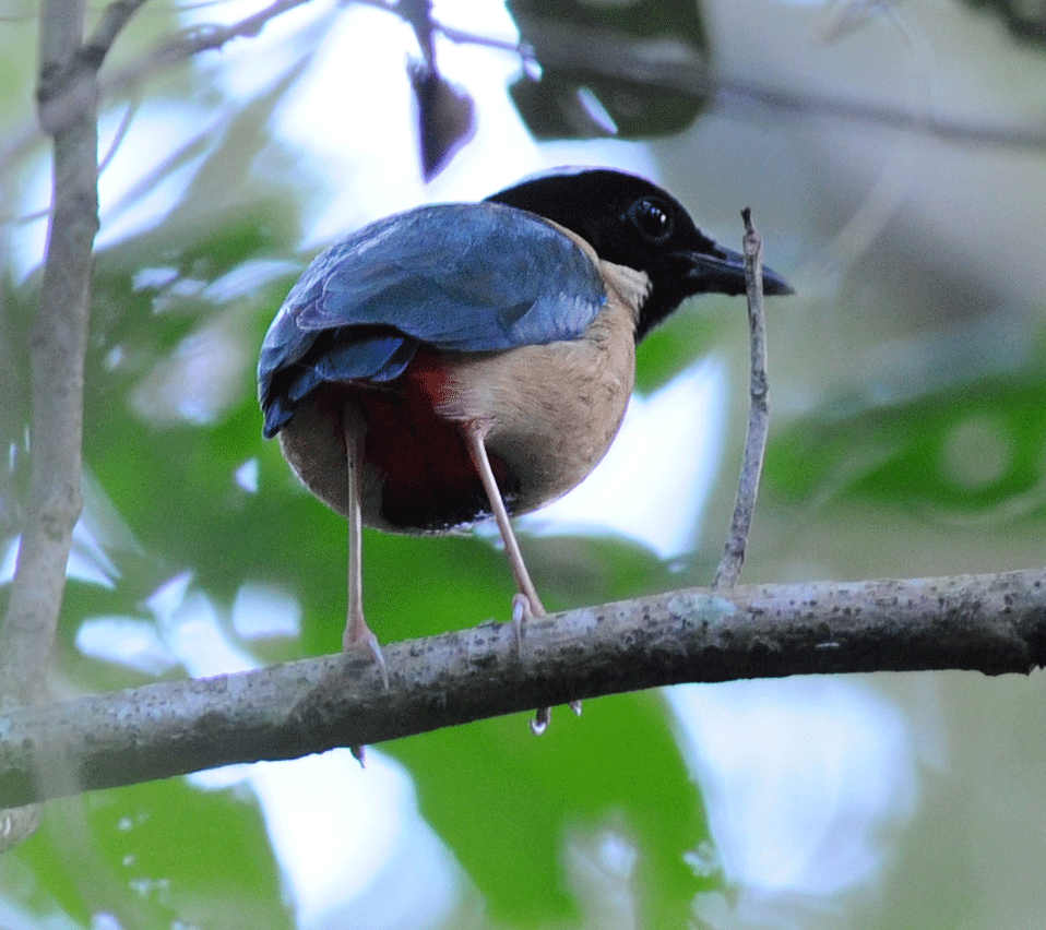 ZOOTHERA BIRDING BLOG: July 2013