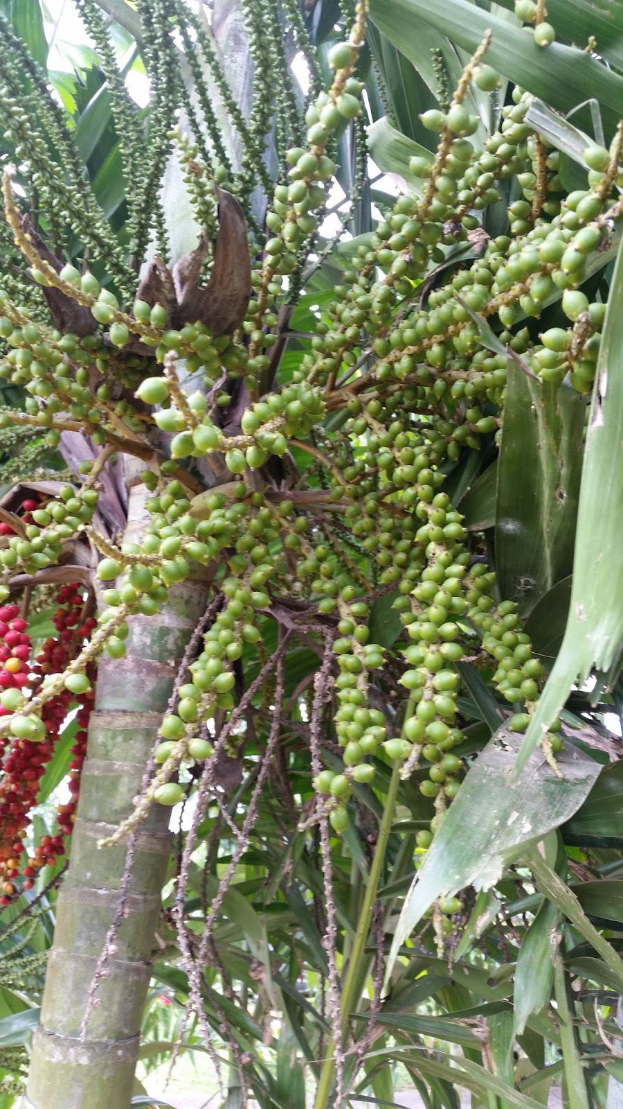 Warisan Petani: Pokok Palma Hiasan