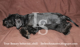 Schnauzer Paradise: Gallery