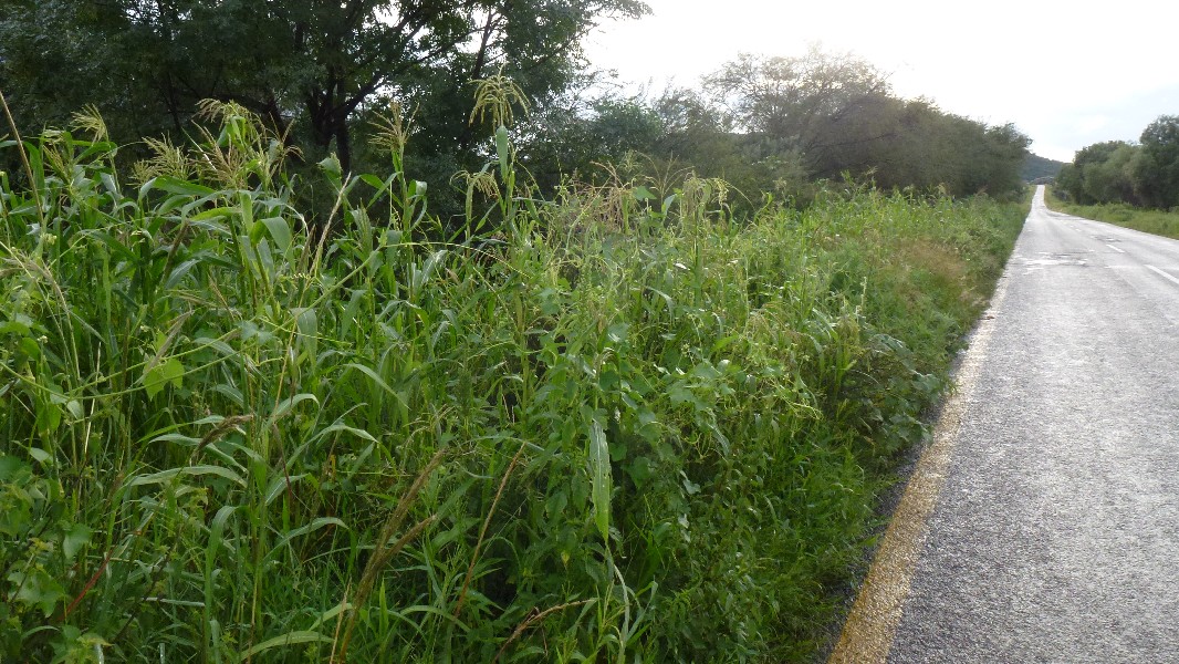 El cuexcomate: Fotos y un teocintle del sur de Guanajuato