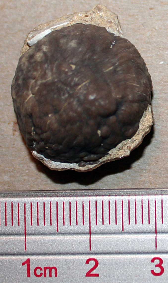 Louisville Fossils and Beyond: Inoceramus Mega-Blister Pearl Fossil