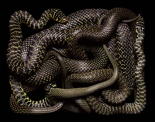Most Amazing Serpent Art ~ Hampix