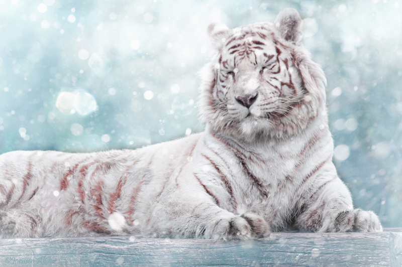 Choose Your Magic Travel: The White Colour in Nature