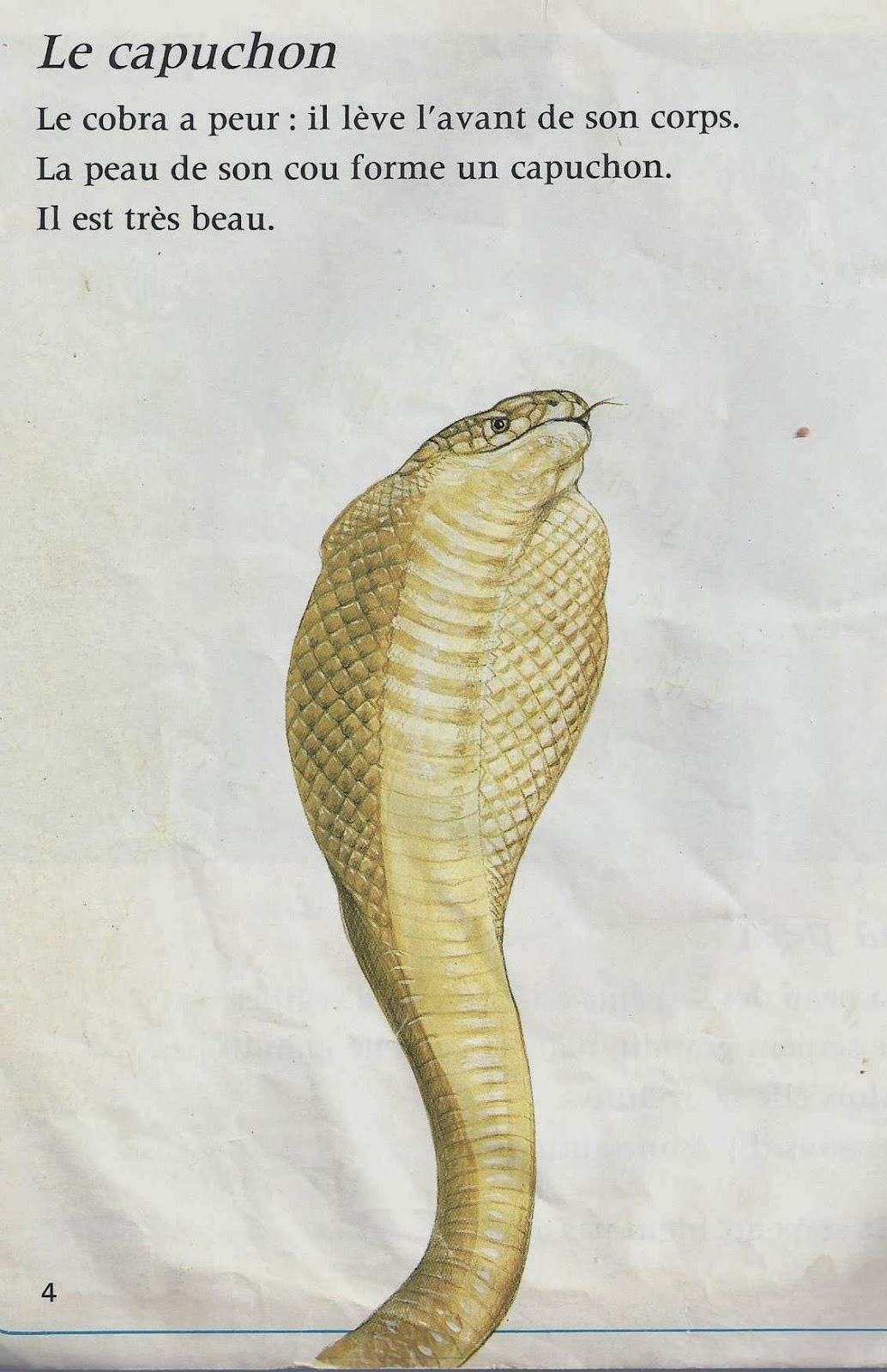 Leçons de choses: Le cobra