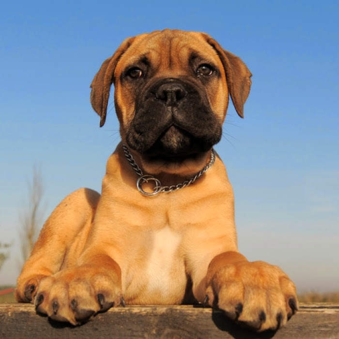 Everything about your Mastiff - LUV My dogs