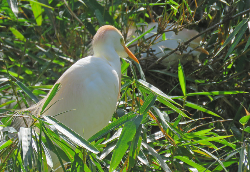 Life, Birding, Photos and Everything: Costa Rican Water Birds