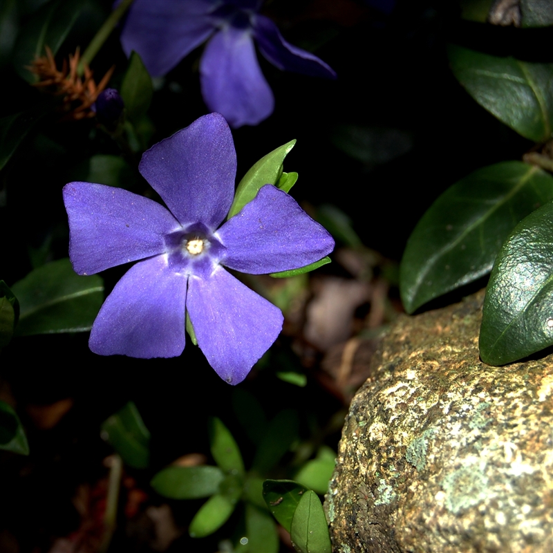 Capadia Designs: Easter Celebrations