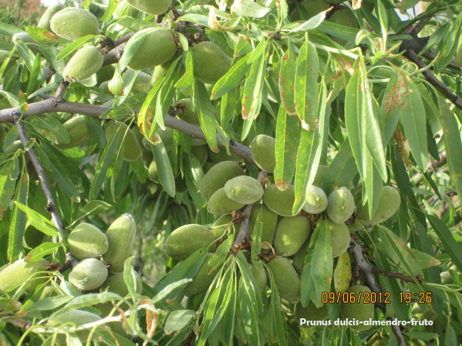 elarbolmiamigo-encinarosa: Almendro / Prunus dulcis