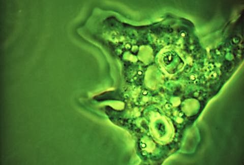 Horsing Around At Home: Kingdom Protista: Unicellular Algae