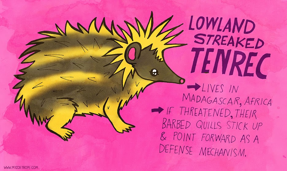 My Zoetrope: 293: Lowland Streaked Tenrec