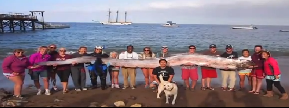 MUNDO ANIMAL VIRTUAL ECA: PEZ REGALEO O PEZ REMO O PEZ SABLE