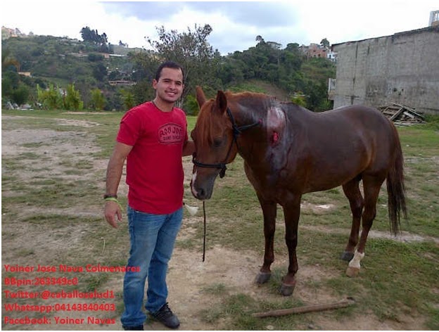Jinete y Caballo: Manejo de absceso en Caballos