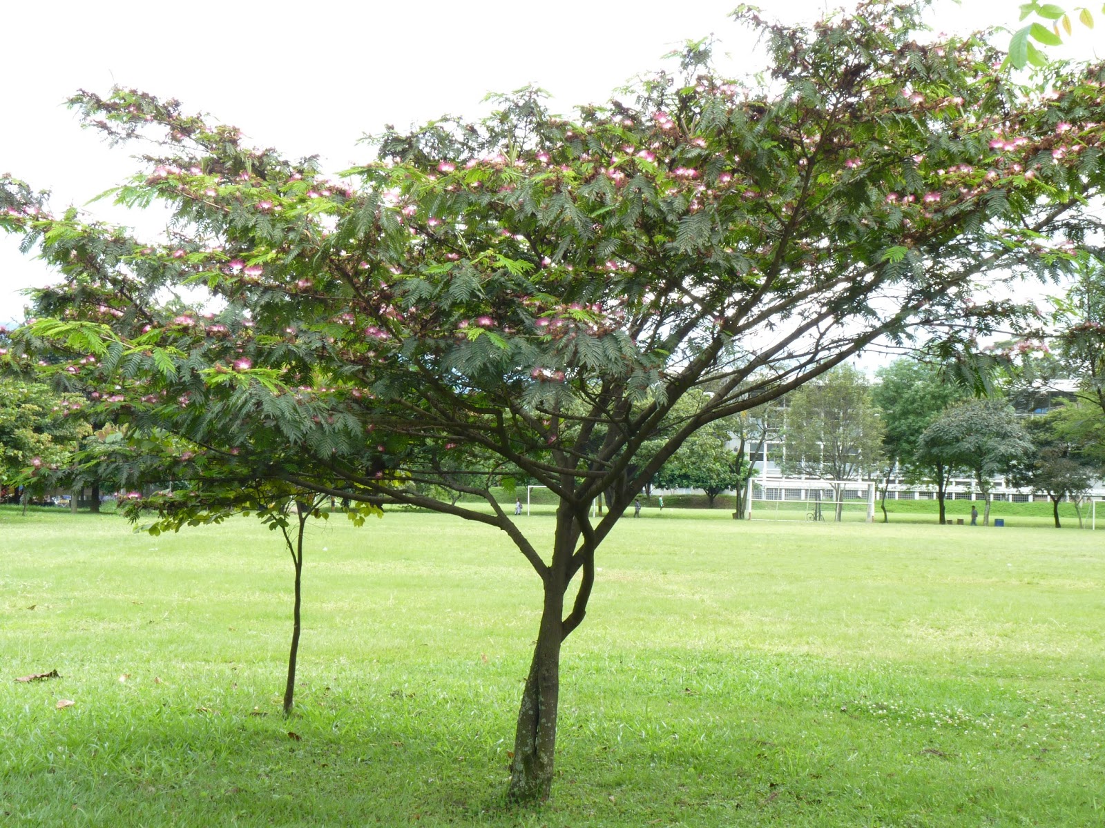 ARBORETUM: Árboles fantásticos, Los calliandra