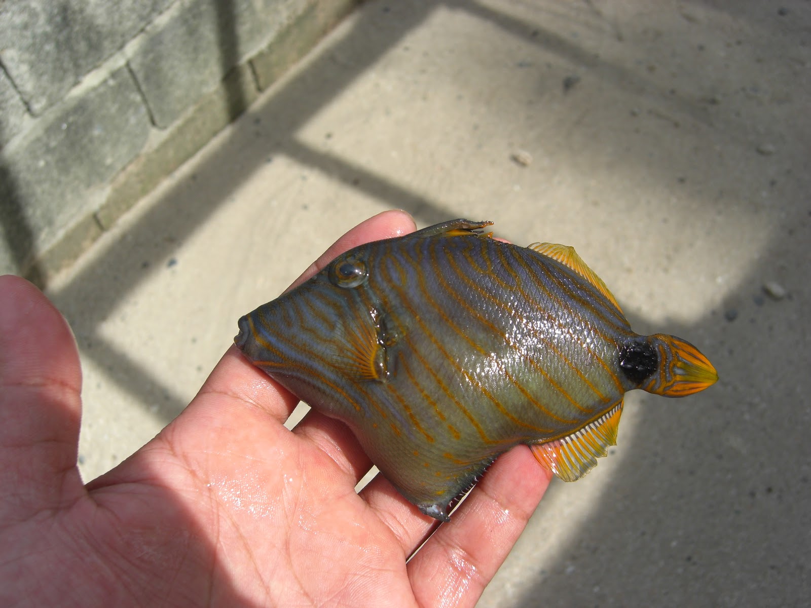 Ang Bayan Ninyo: Homestay At Dasol...A fishing Village at Pangasinan.