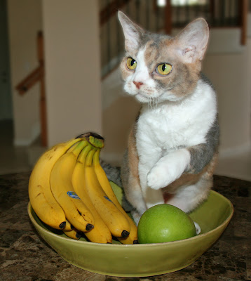 Daisy the Curly Cat: Banana Boat (Day-O!)