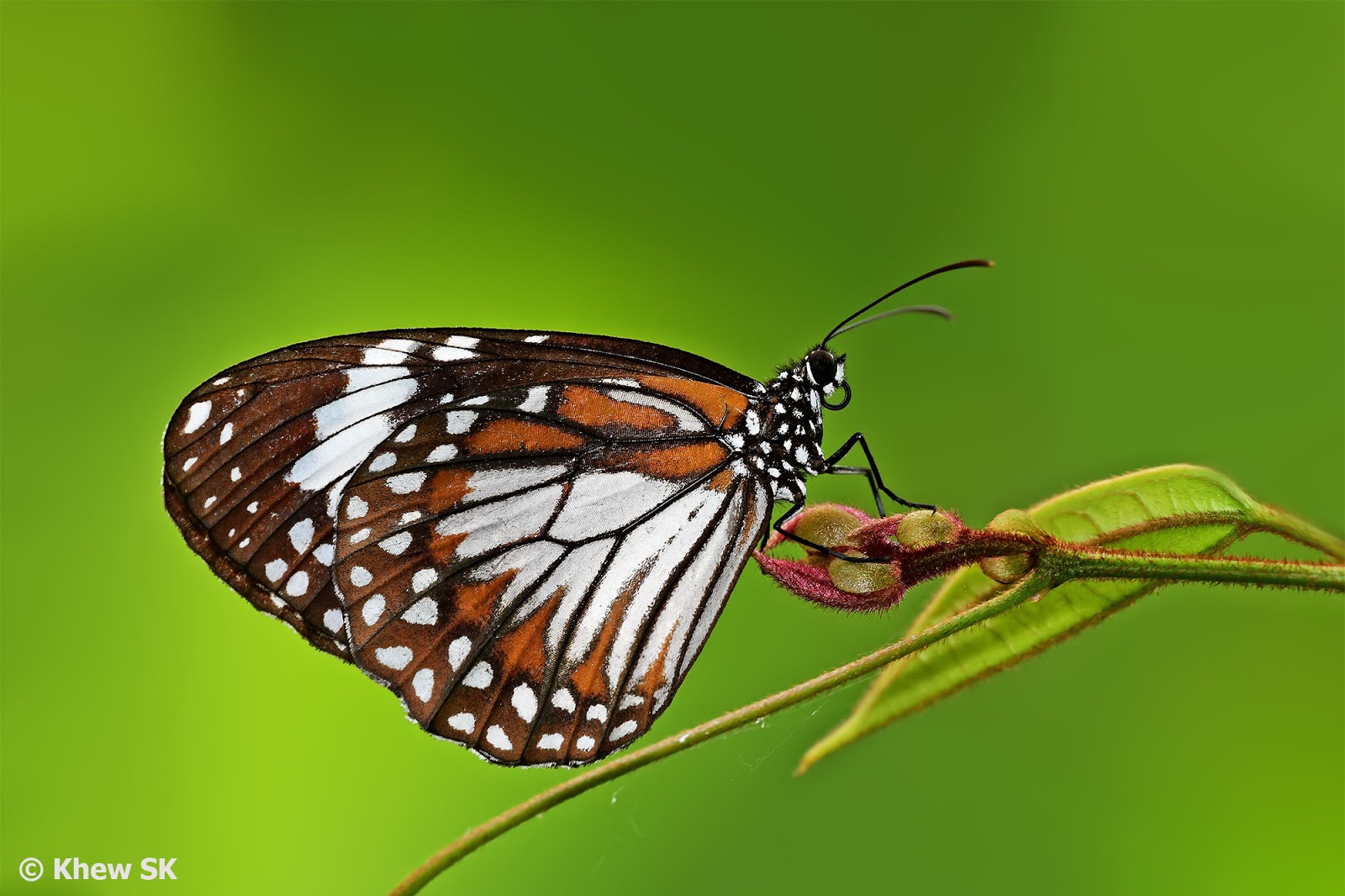 Butterflies of Singapore: A New Discovery for 2020!