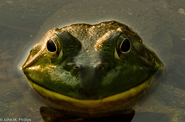 SKEPTIC PHOTO: FROGS AND LILYPADS