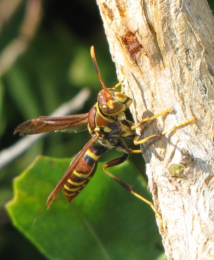 Bug Eric: Wasp Wednesday: Polistes exclamans