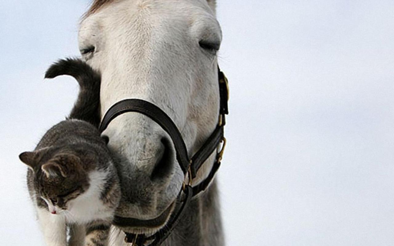 Horse Life and Love: All About ..... The Horse's Nervous System.