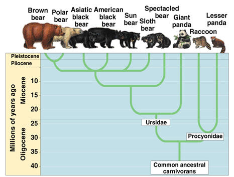LA CIENCIA DE LA VIDA: Somos osos