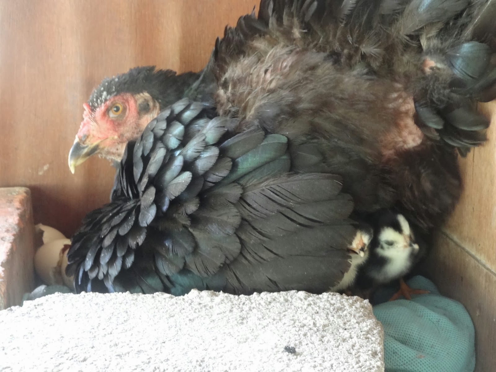 WARISAN NENEK: Telur Ayam Menetas