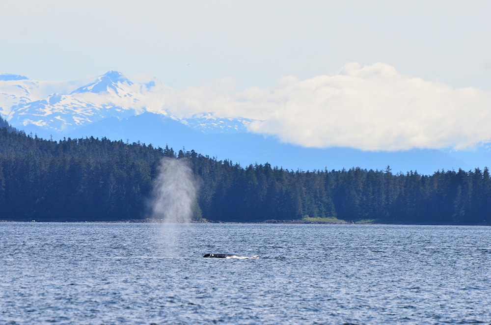 Safe Harbour: Alaska 2016 | Day 32 | Pybus Bay (Cannery Cove) to Tracy ...