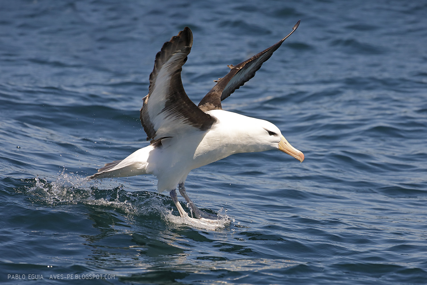 mis fotos de aves: Thalassarche melanophris Albatros Ceja Negra Black ...