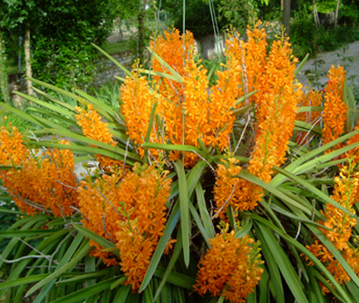 Mengenal Jenis Bunga Anggrek Langka Hanya Ada di Indonesia ...