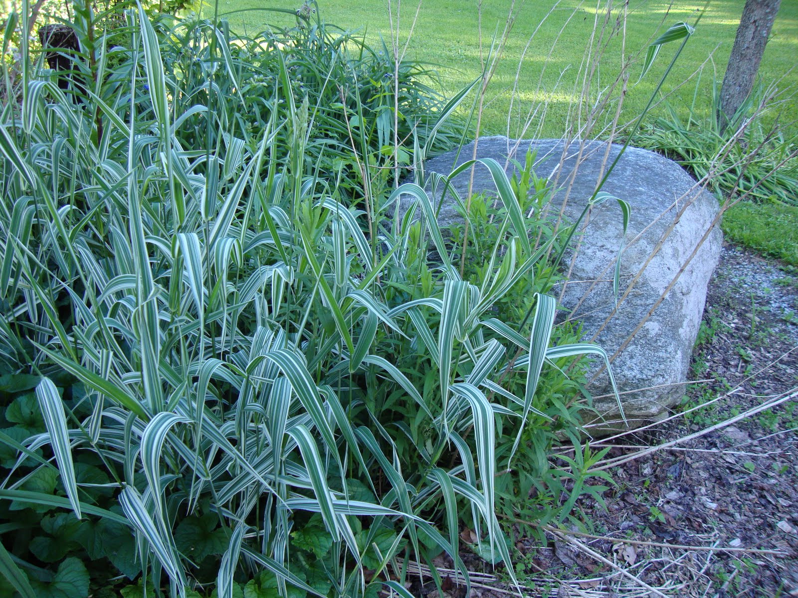 BRENDENS Garden Center: Perennials