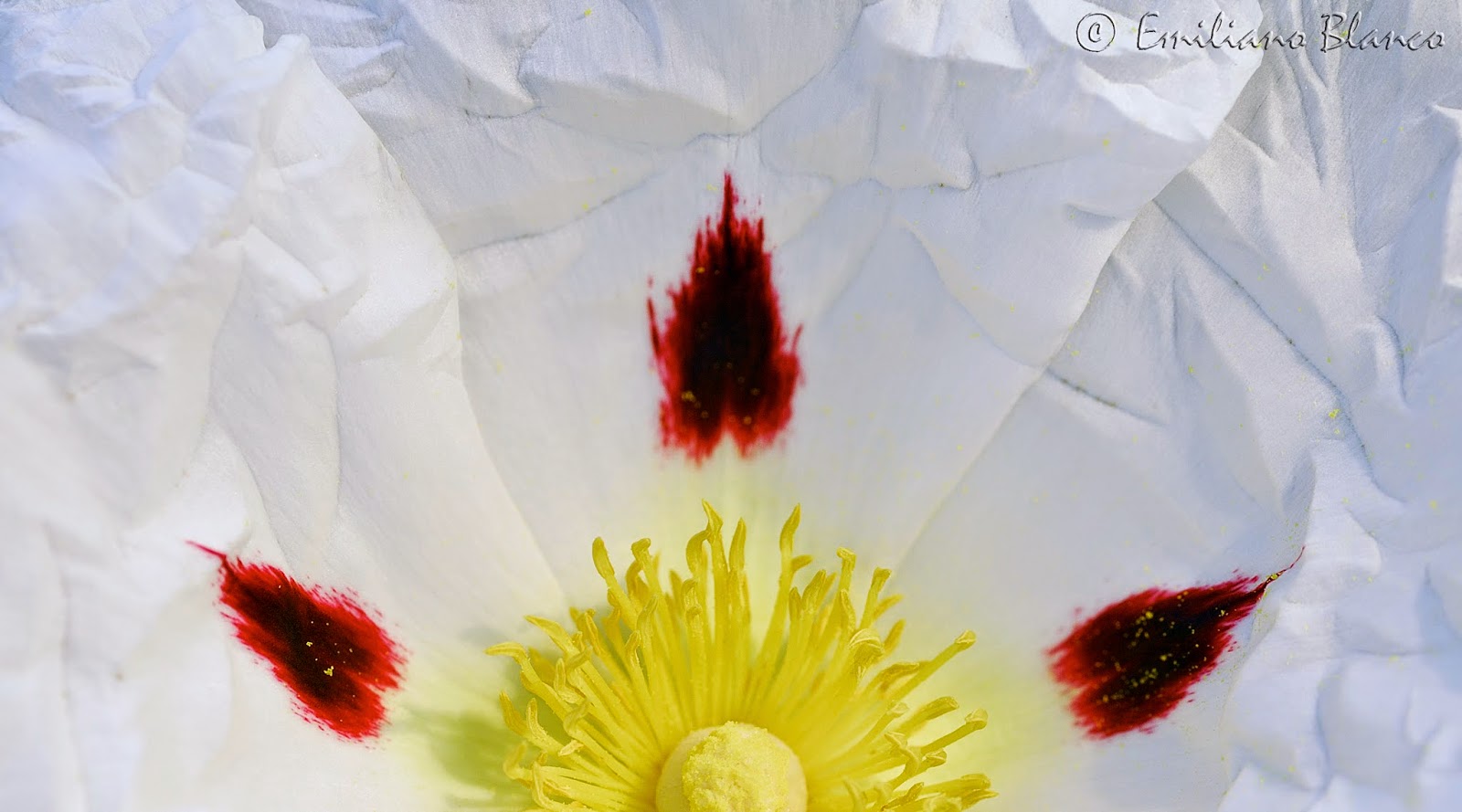 emblanco - fotografías: El imperio de la flor naciente