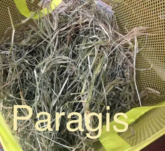 Pedaling Pinoy: Work it out with Paragis: Its benefits while cycling or ...