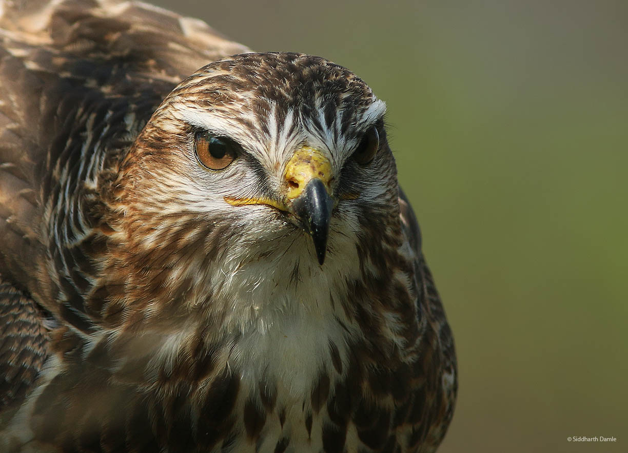 Indian Birds Photography: [BirdPhotoIndia] Re: Common Buzzard