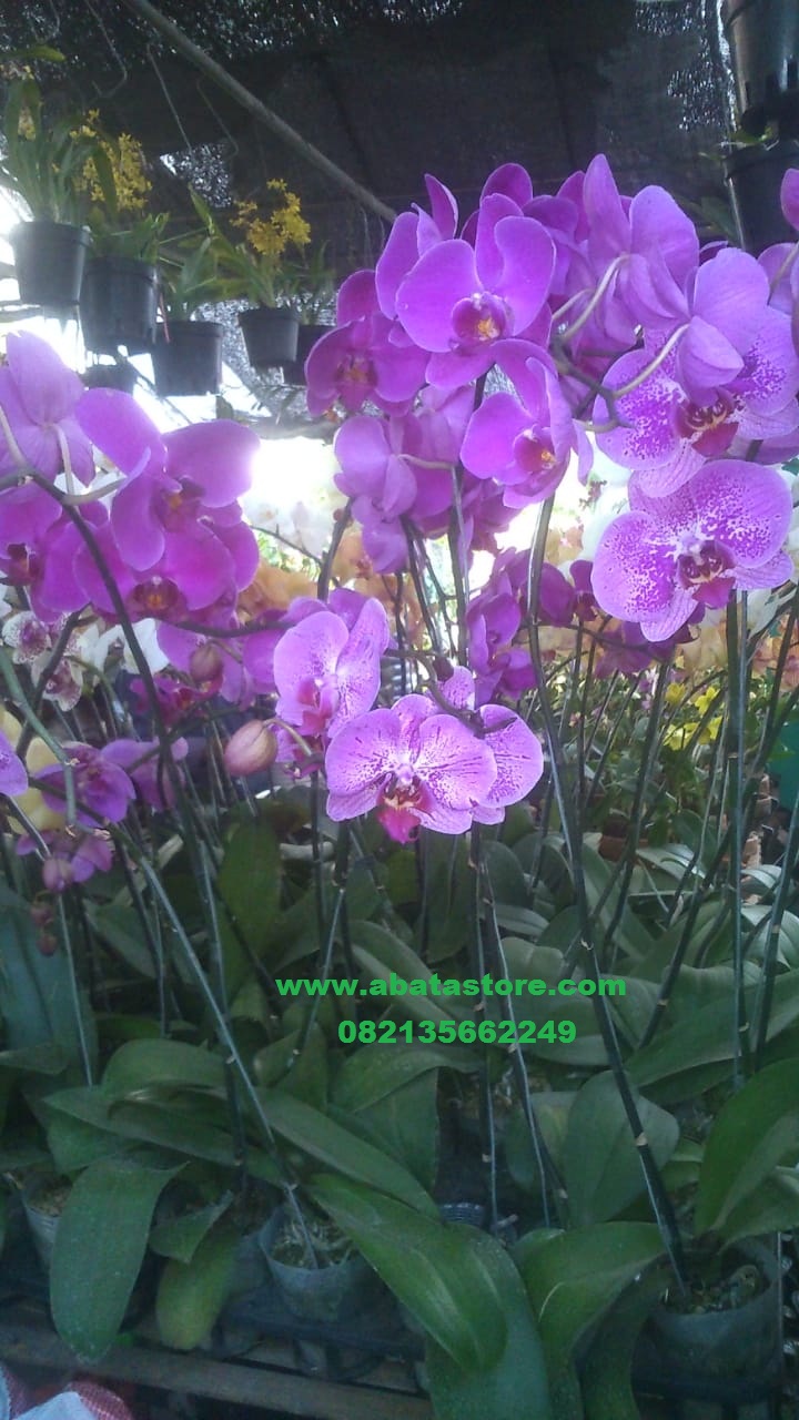 jual tanaman bunga anggrek jawa barat bayar setelah pohon sampai | jual ...